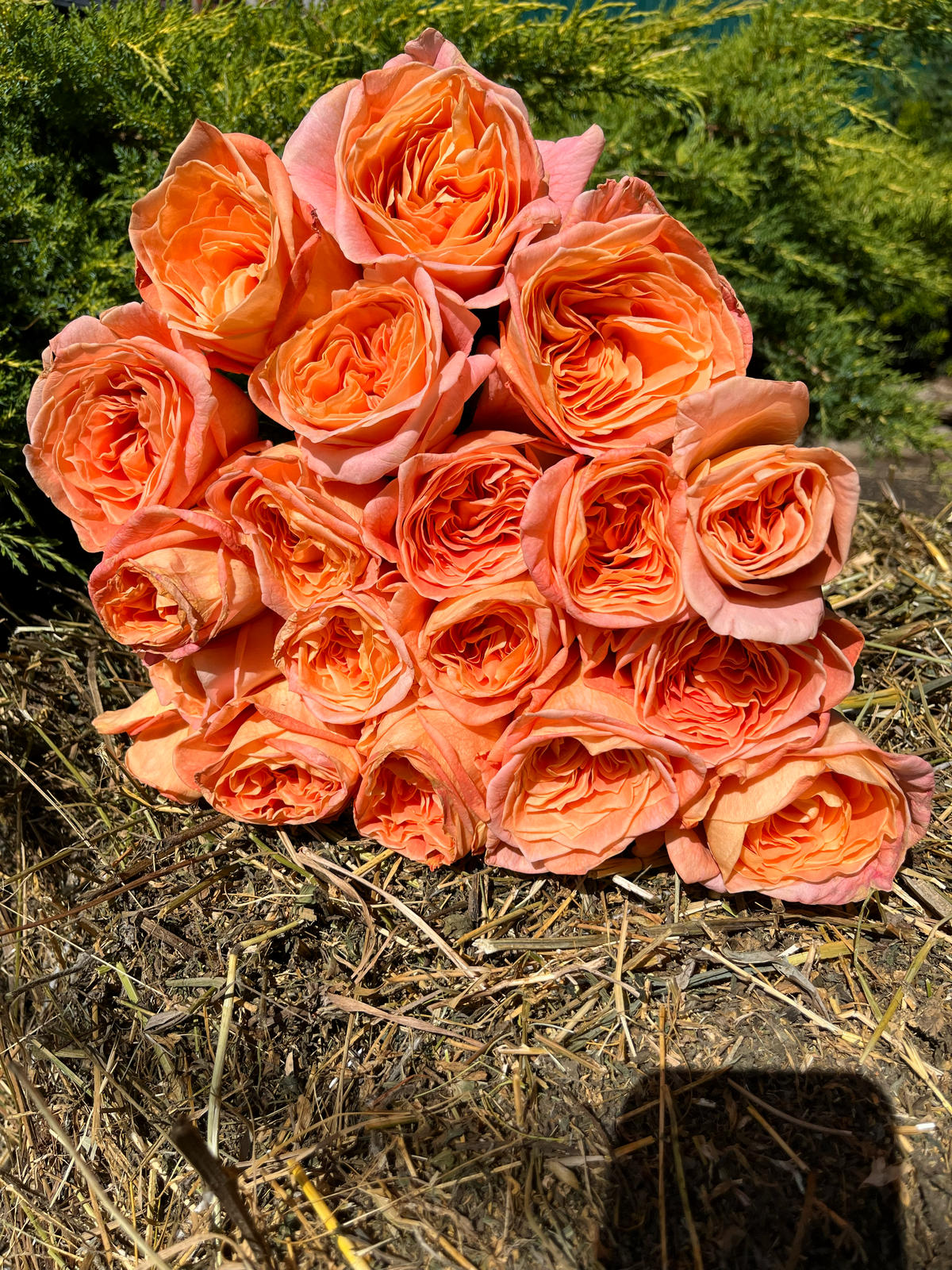 Peach Fuzz/Пич фаз — Питомник роз Древо жизни