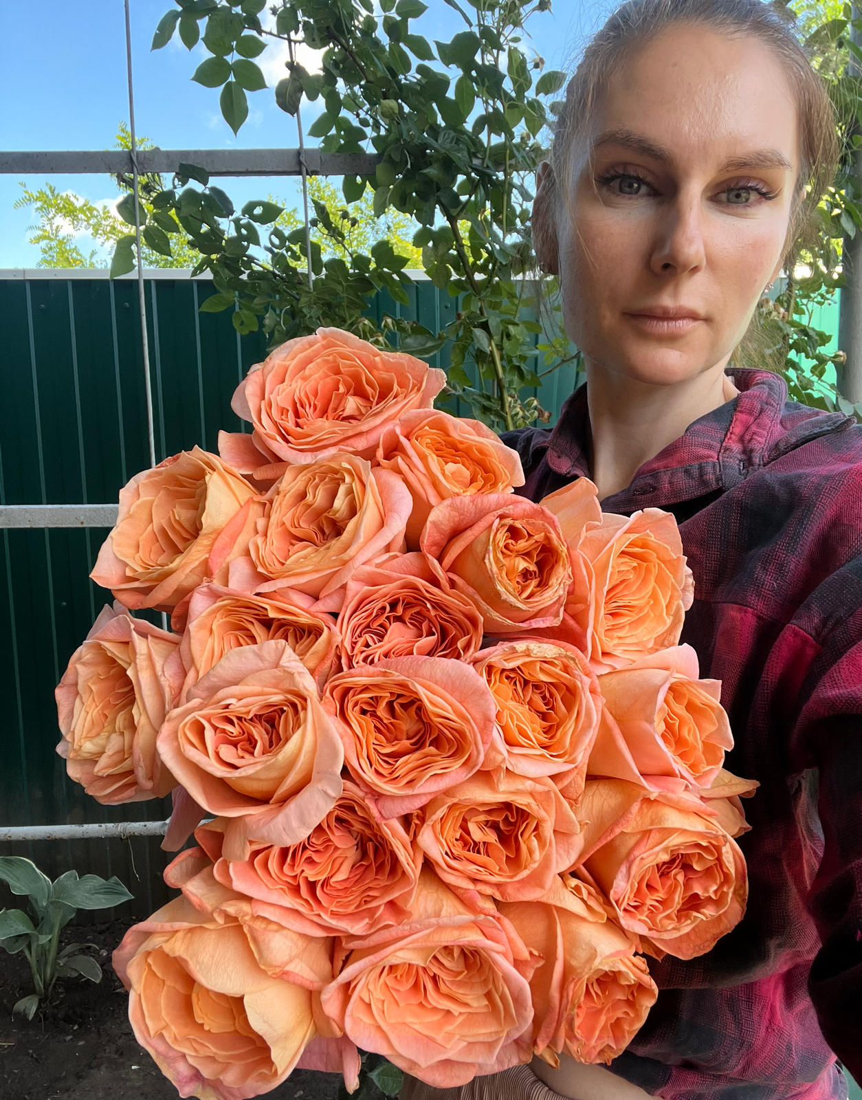 Peach Fuzz/Пич фаз — Питомник роз Древо жизни