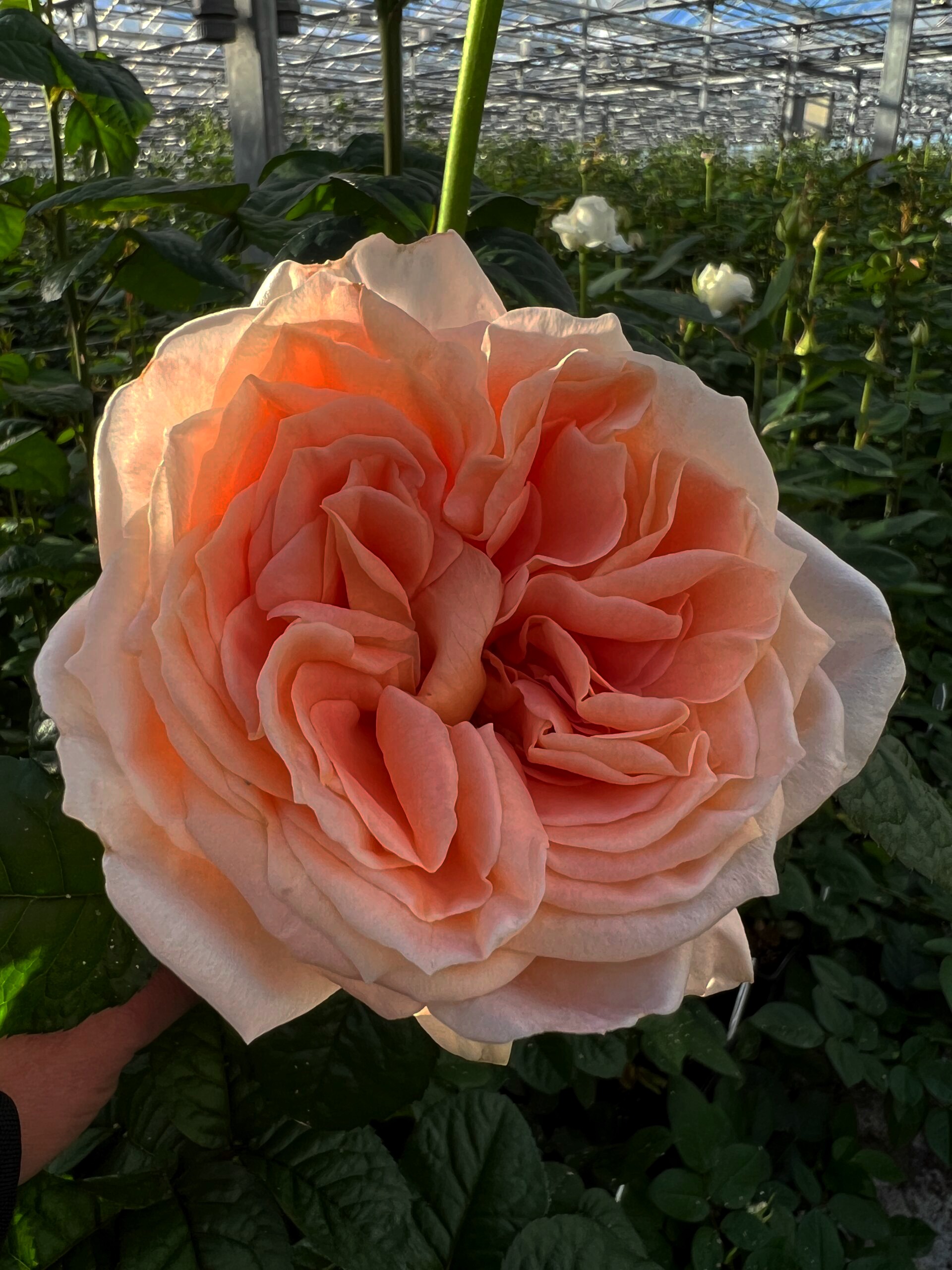 Peach Fuzz/Пич фаз — Питомник роз Древо жизни